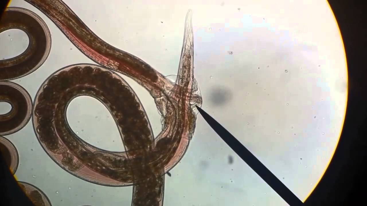 Heligmosomoides polygyrus mating - YouTube