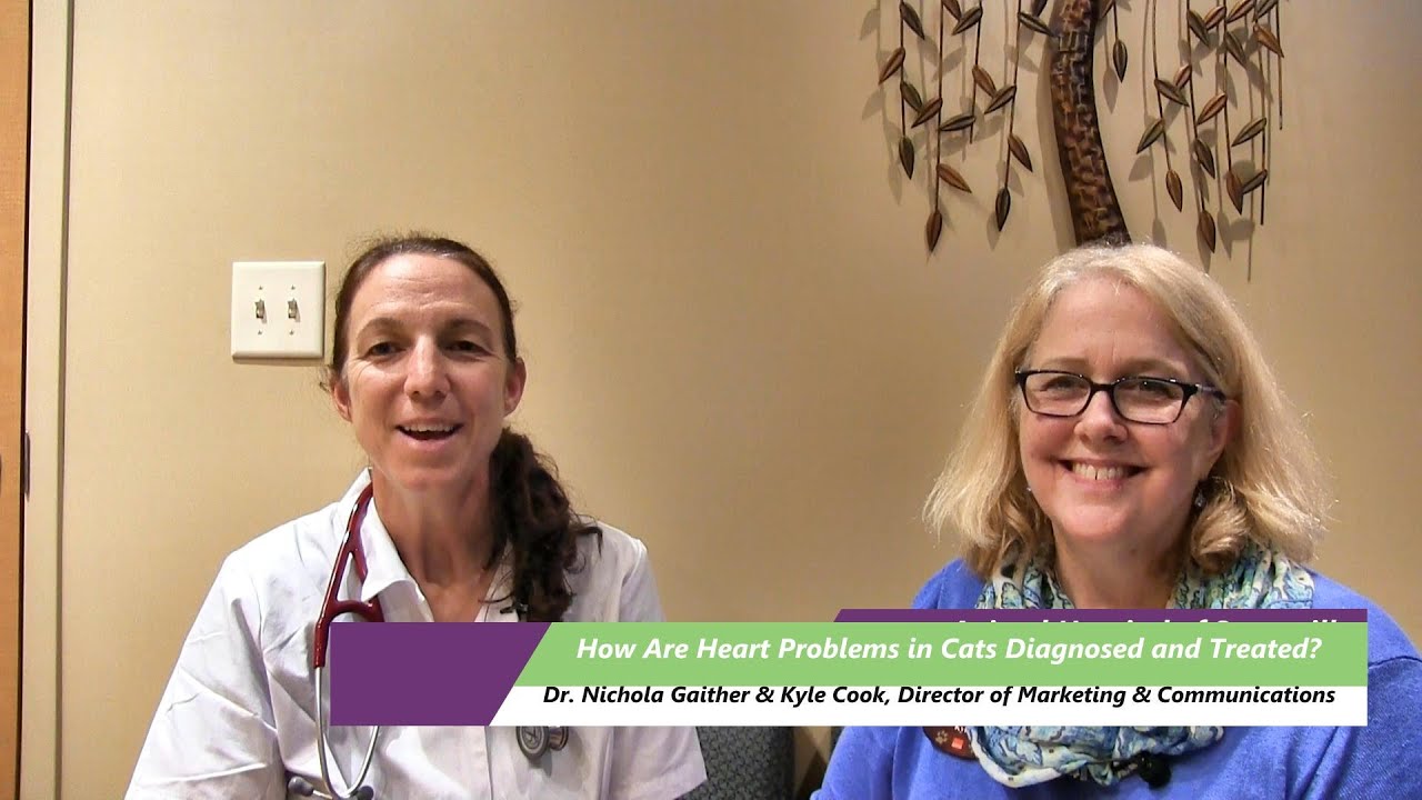 How Are Heart Problems In Cats Diagnosed And Treated YouTube how-are-heart-problems-in-cats-diagnosed-and-treated-youtube