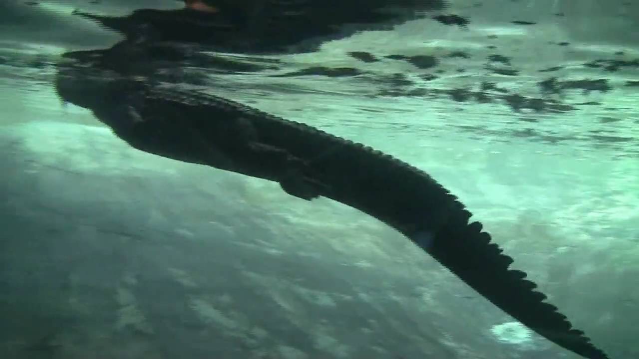 Alligator filmed underwater HD Video - YouTube