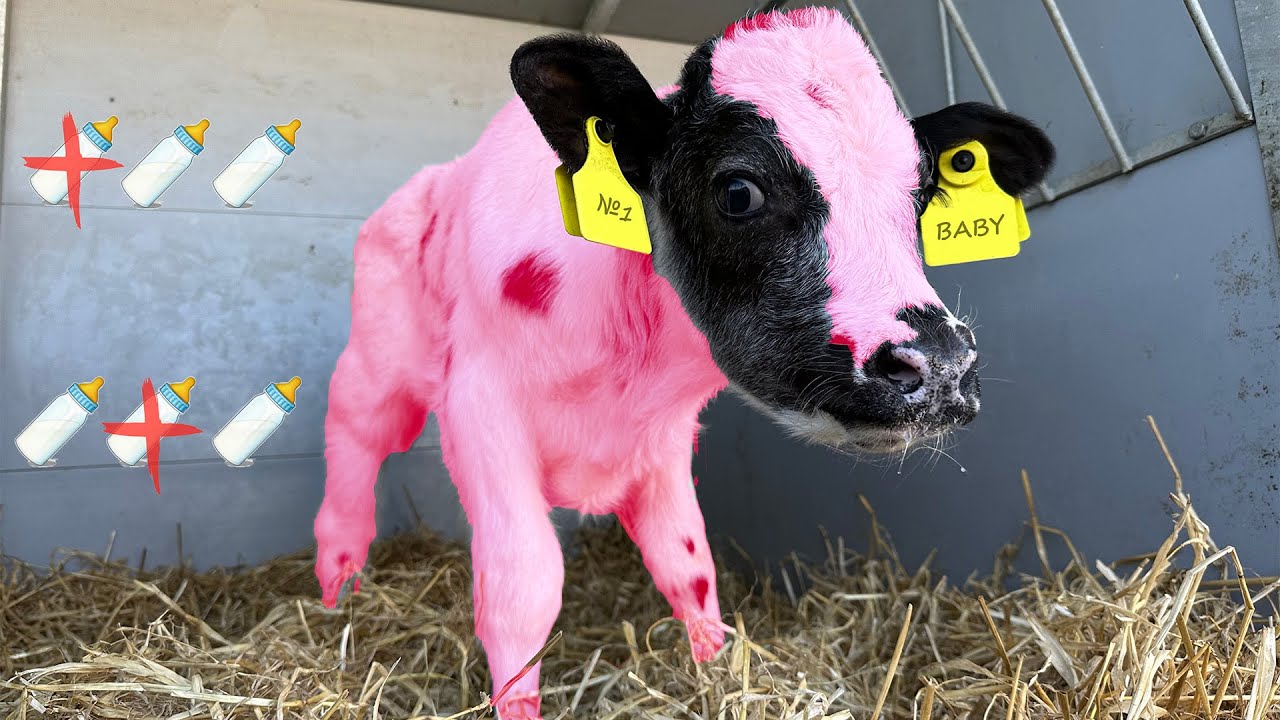 LIVE !!! Stacking Straw, Feeding Calves, Hoofs Treatment, Pretty Girls ...