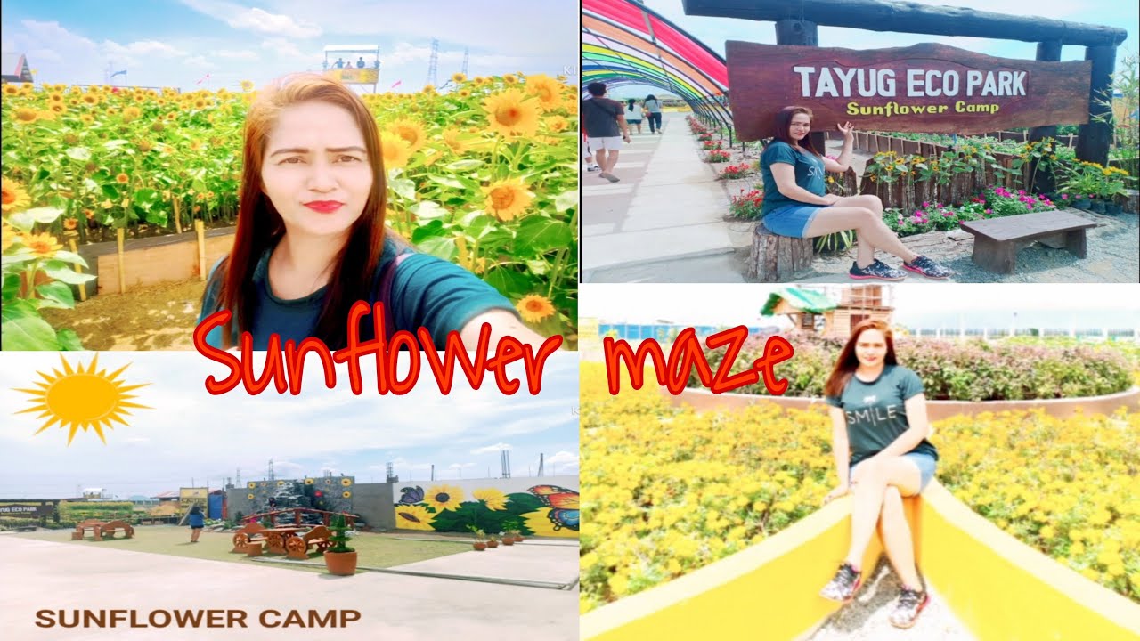 SUNFLOWER MAZE | ECO PARK | TAYUG | PANGASINAN #sunflowermaze# ...