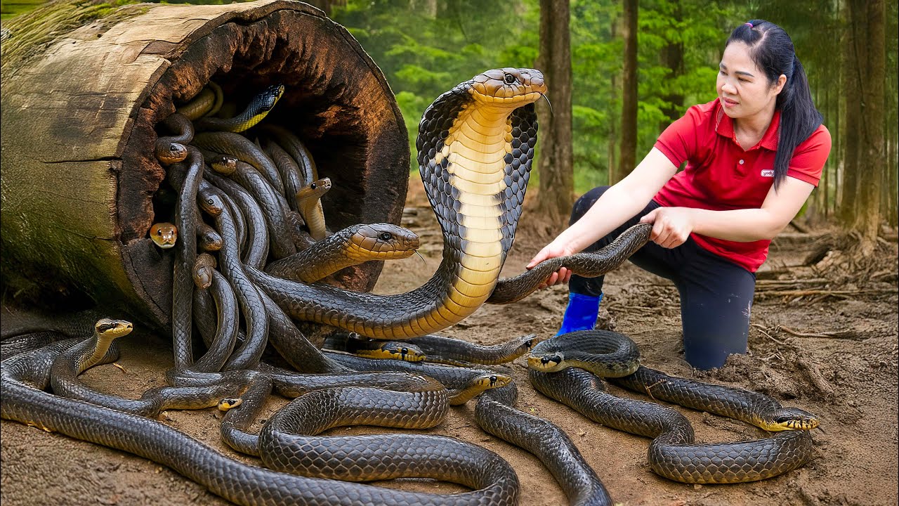 Harvesting Millions Giant Amazon Cobra & Go to Market Sell | Valley of ...