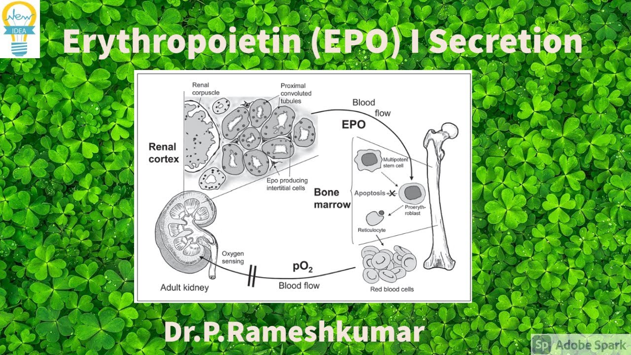 Erythropoietin EPO I Secretion - YouTube