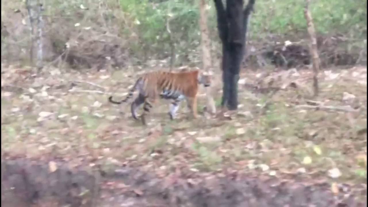TIGER AT SABARIMALA ROUTE - YouTube