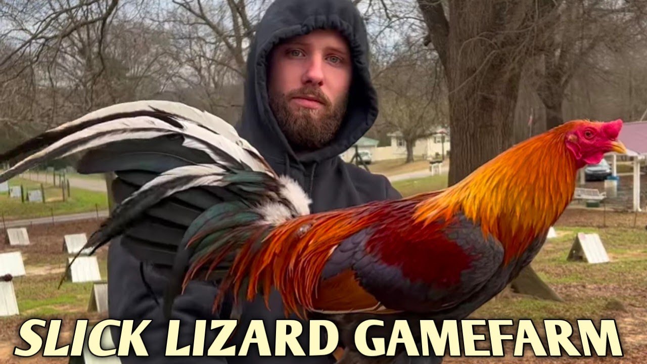 Yellow leg hatch Kelso - SLICK LIZARD FARM - YouTube