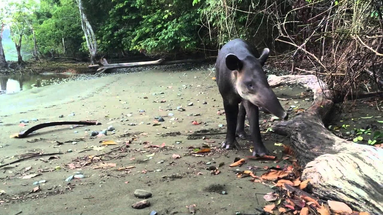 Wild tapir in Costa Rica, Corcovado National Park - YouTube