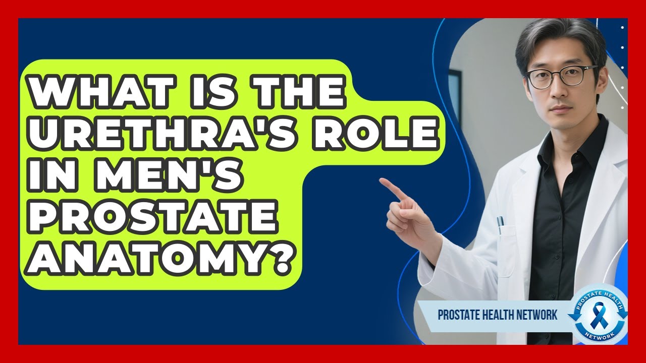 What Is The Urethra's Role In Men's Prostate Anatomy? - Prostate Health ...