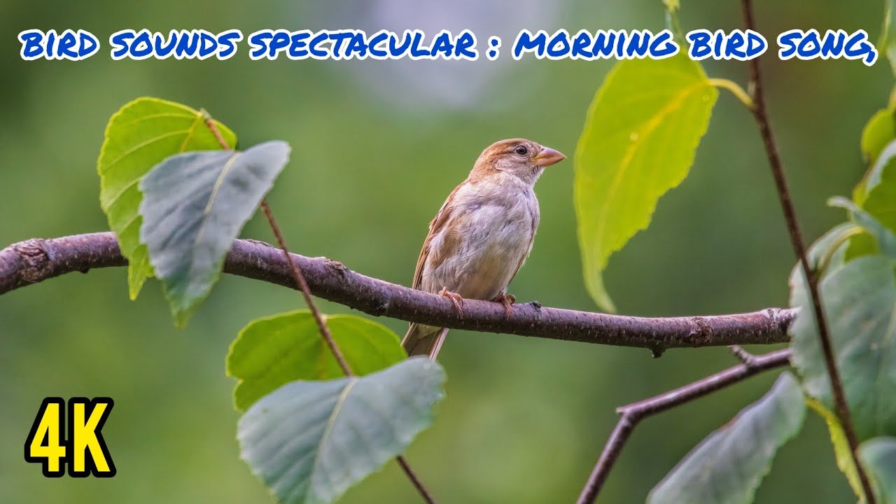 bird sounds spectacular: morning birds songs. 4k HD - YouTube