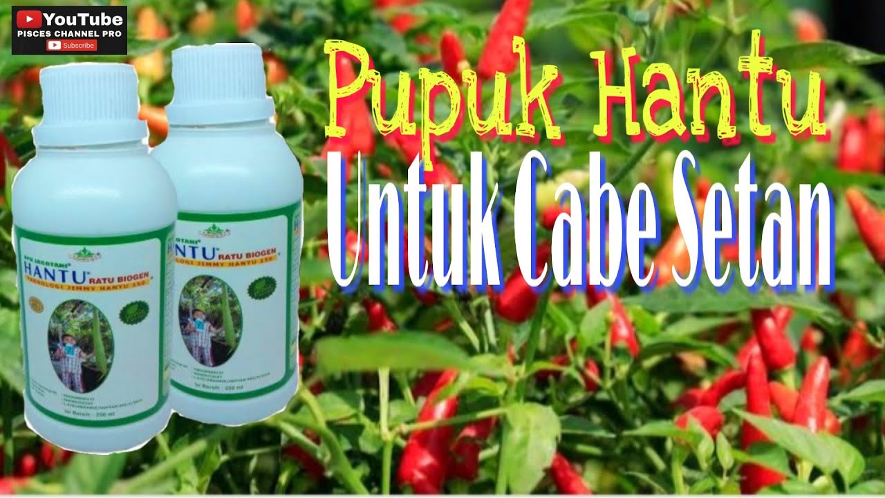Membeli Pupuk Hantu Untuk Cabe Setan‼ - YouTube