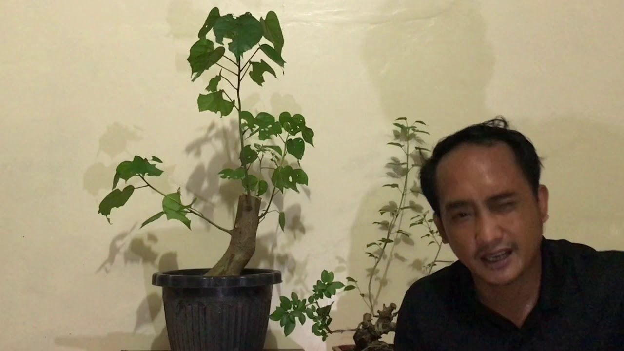 Basic Bonsai Lessons: The Importance of Making a Sketch or Creating a ...