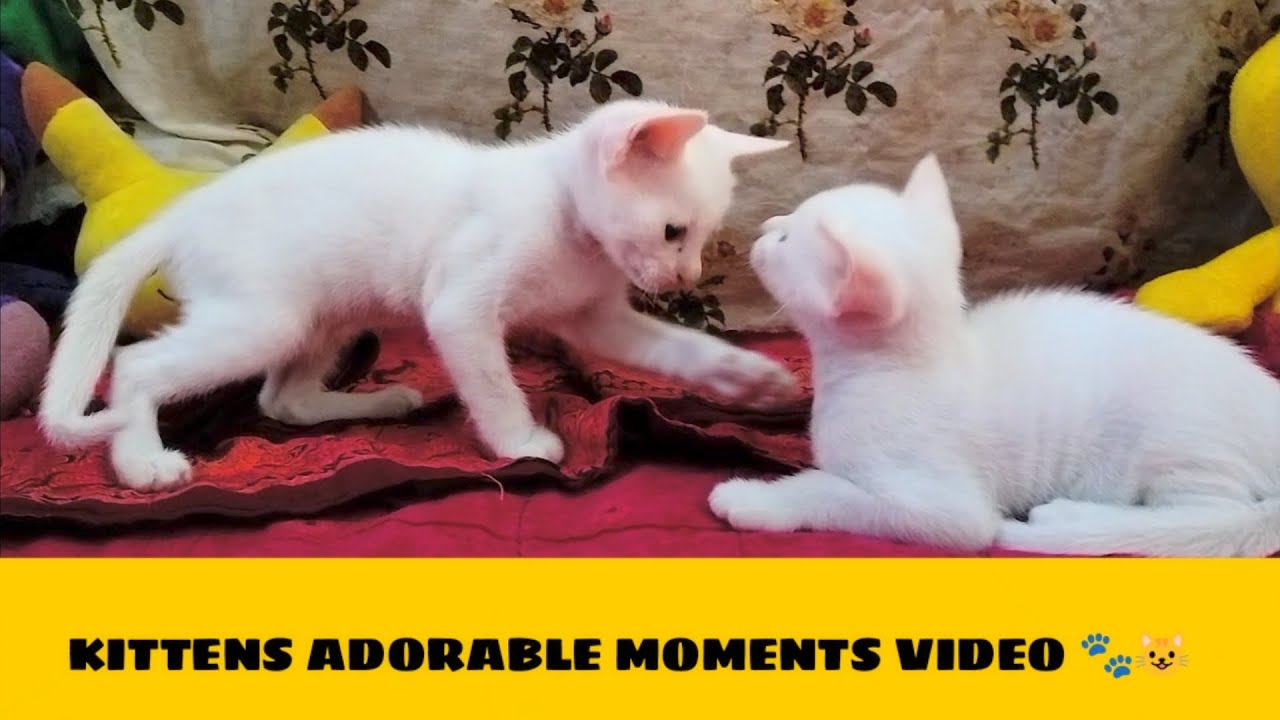 cat videos | kittens meowing | kittens Playing | cats playing - EP5 # ...