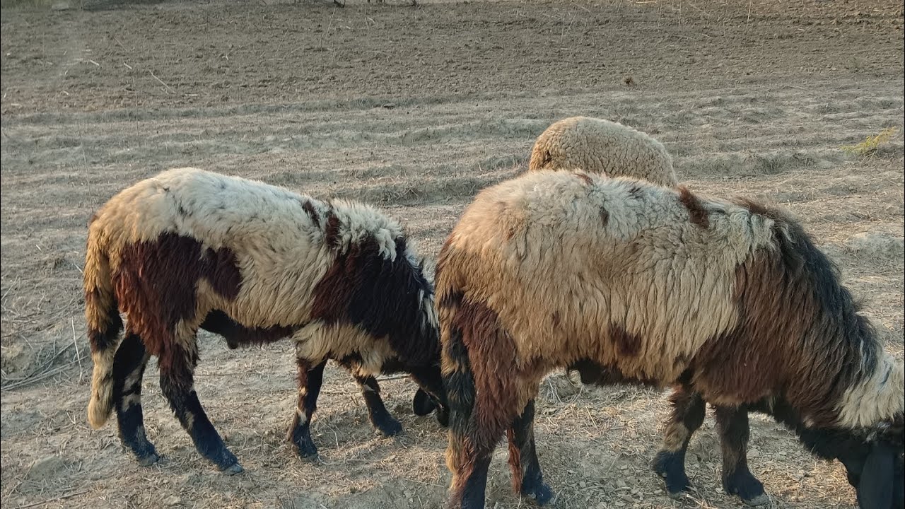 Fast Time Crossing Female//sheep Meeting Female// sheep Breeding#sheep ...