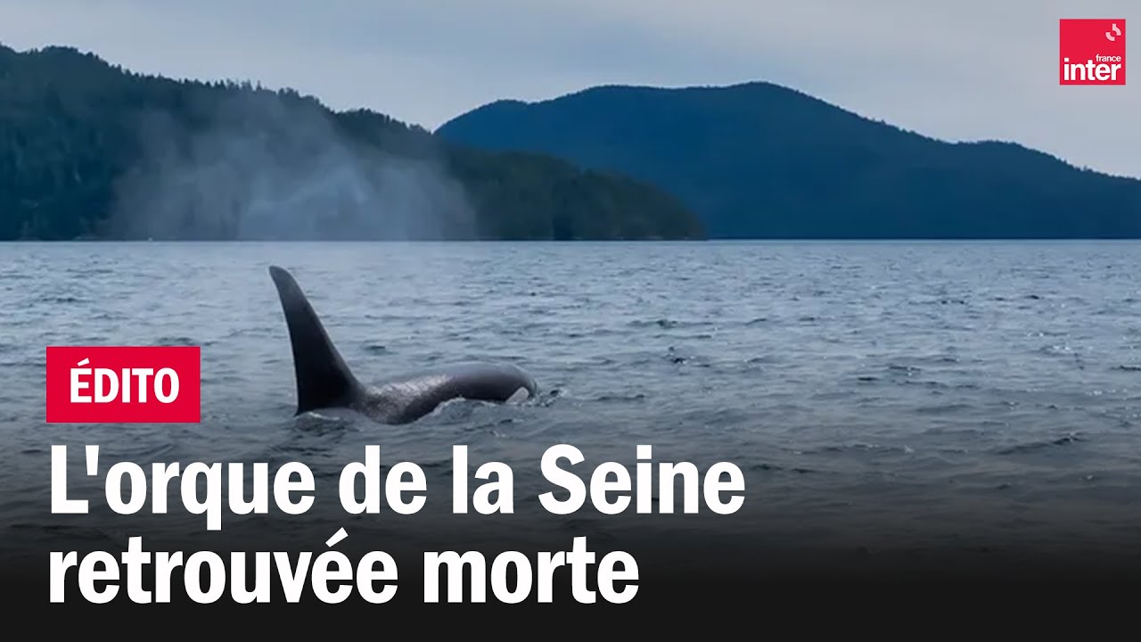 L'orque de la Seine retrouvée morte - YouTube