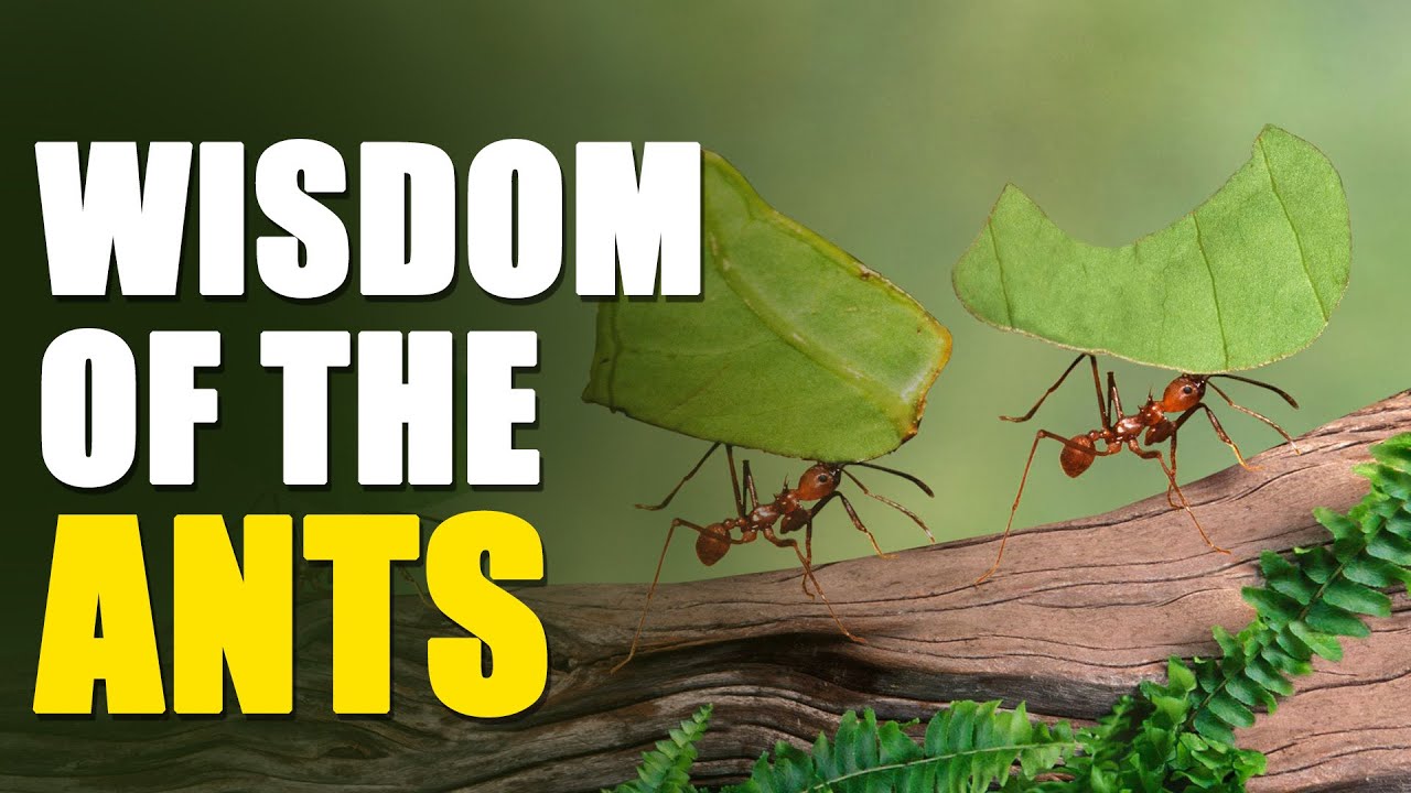Wisdom Of The Ants - best motivational video/ wisdom of ants (ants ...