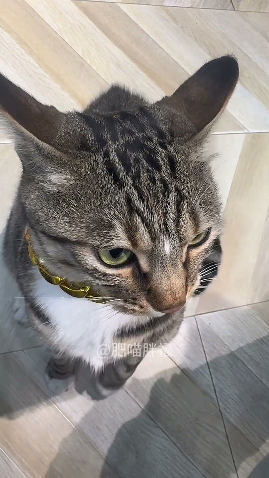 人猫大战 渣猫永不服输 😃😃😃中华狸花猫萌宠出道计划 铲屎官的乐趣 10斤的猫9斤的反骨 猫咪的迷惑行为 Youtube