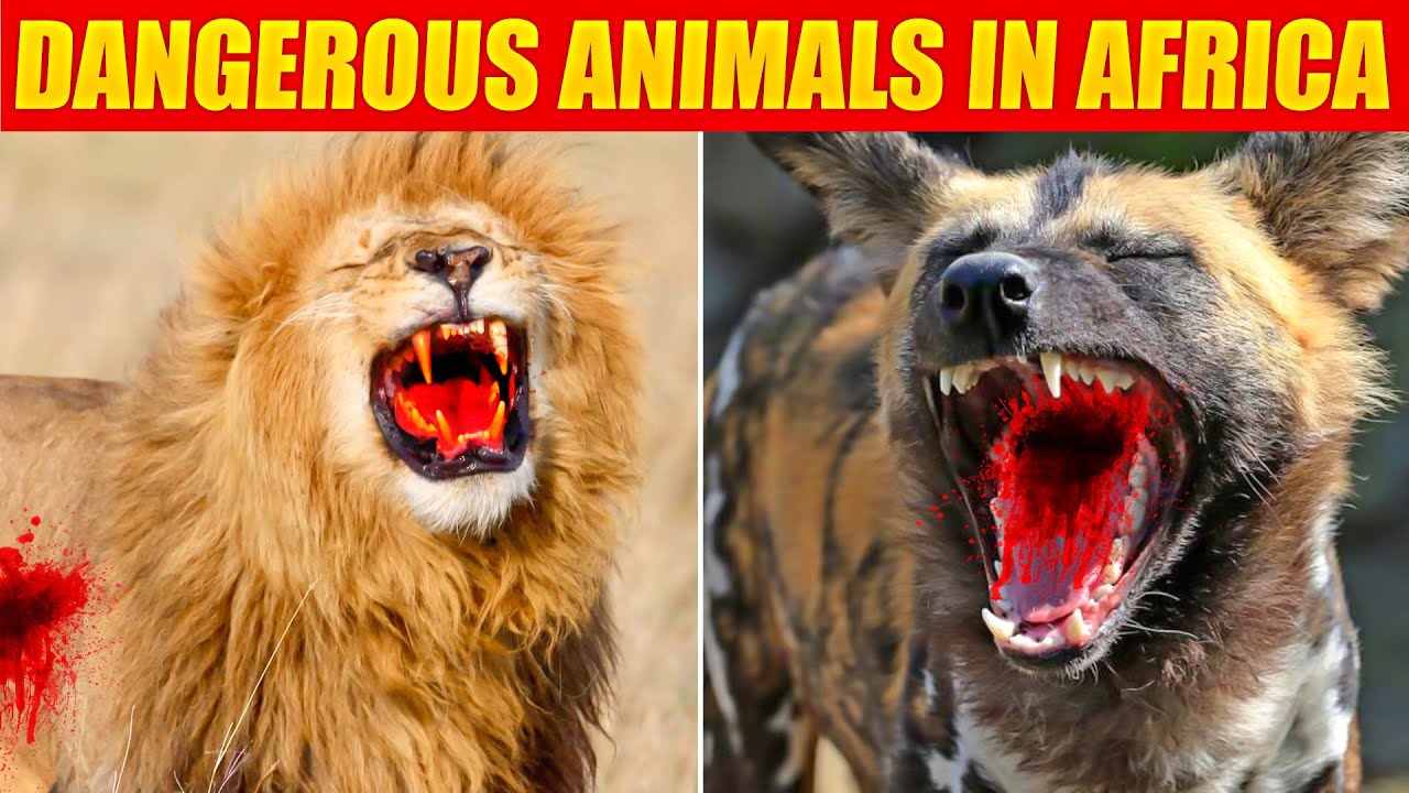 10 Most Dangerous Animals In Africa🦛🦛🦛 - YouTube