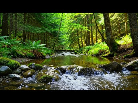 A Quiet Forest River to Help You Sleep, Unwind & Clear Your Mind 🌿