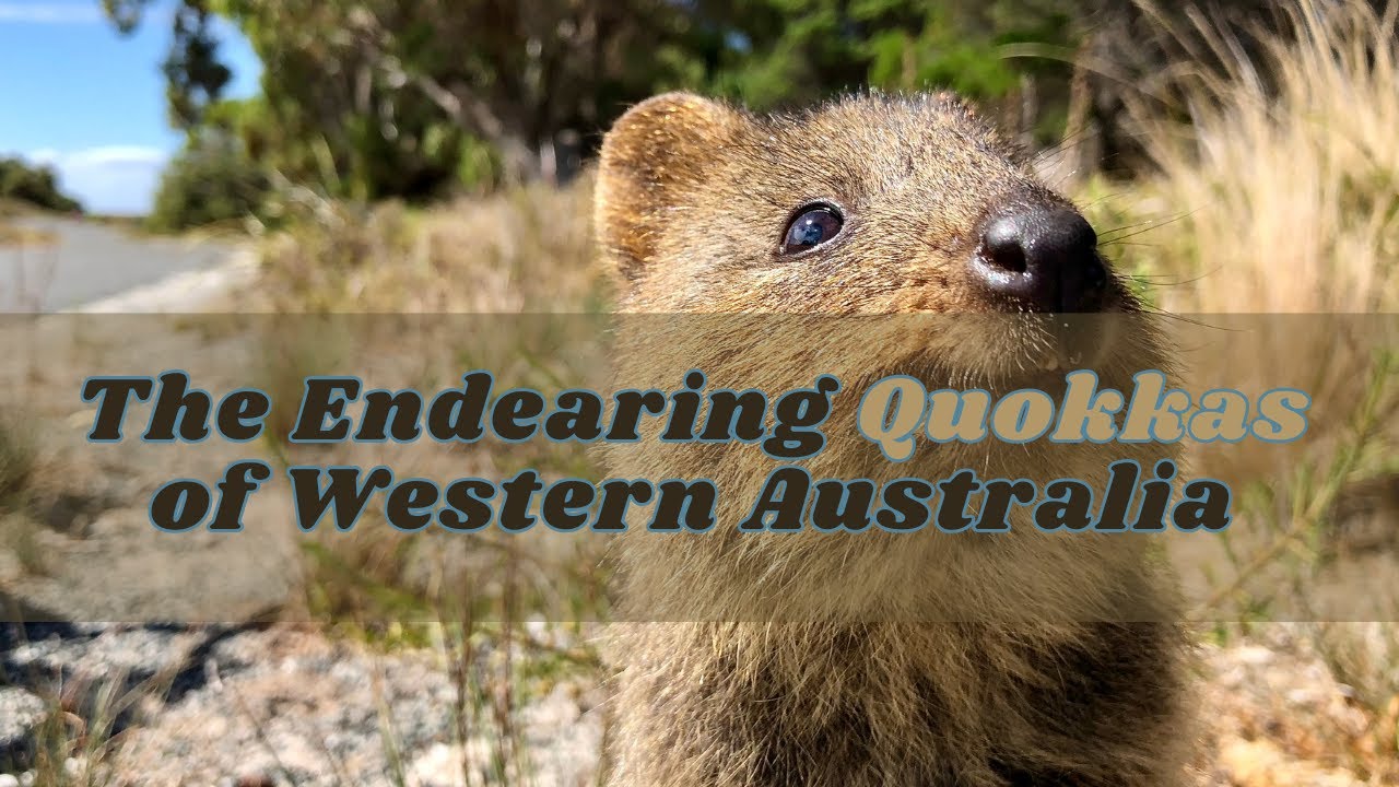 The Endearing Quokkas of Western Australia - YouTube