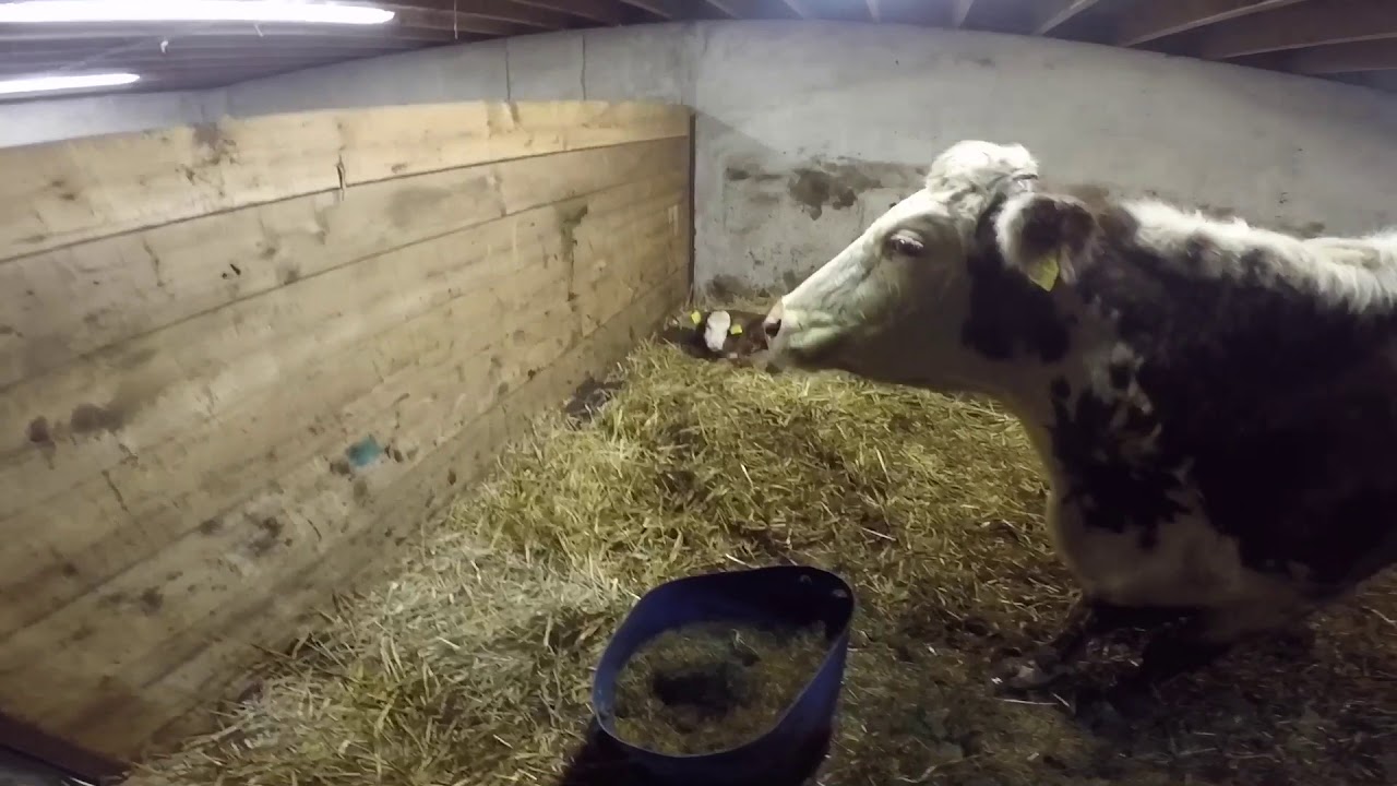 SPRING CALVING CONTINUES.... - YouTube