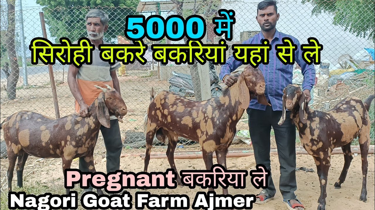 Nagora Goat Farm Ajmer Rajasthan Top Serohi Goats available - YouTube