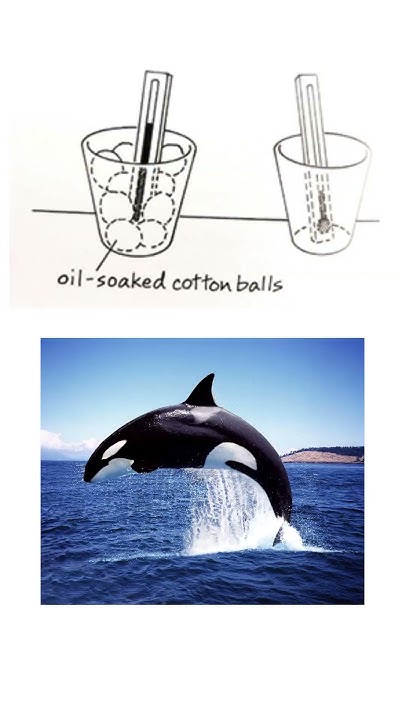 Whale Blubber lab Biology homeostasis thermoregulation readings and 2 ...