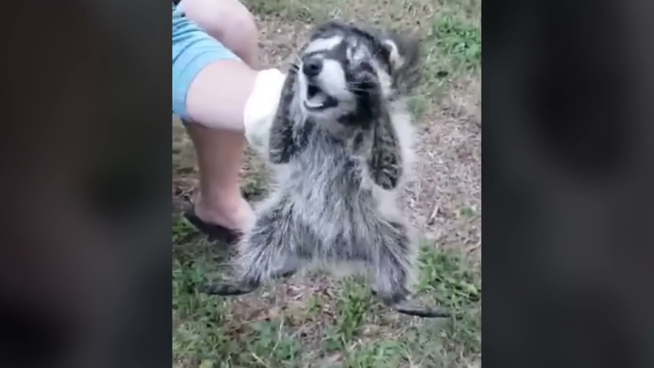 Racoon Scream - YouTube
