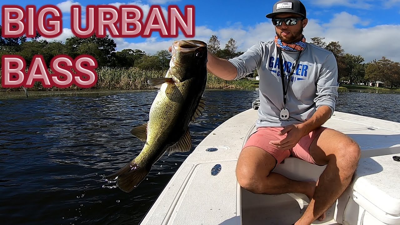 BIG URBAN BASS on Lake Seminole in Pinellas County - YouTube