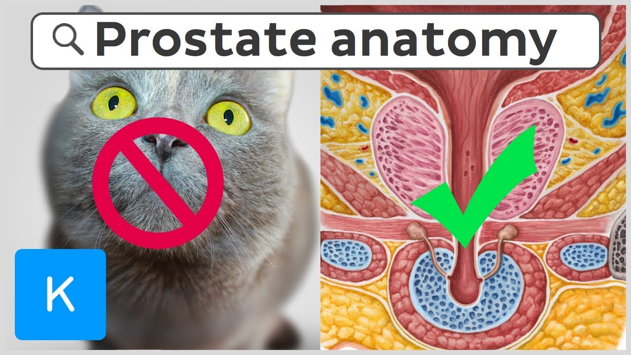 How and where to find the best Human anatomy tools | Kenhub - YouTube