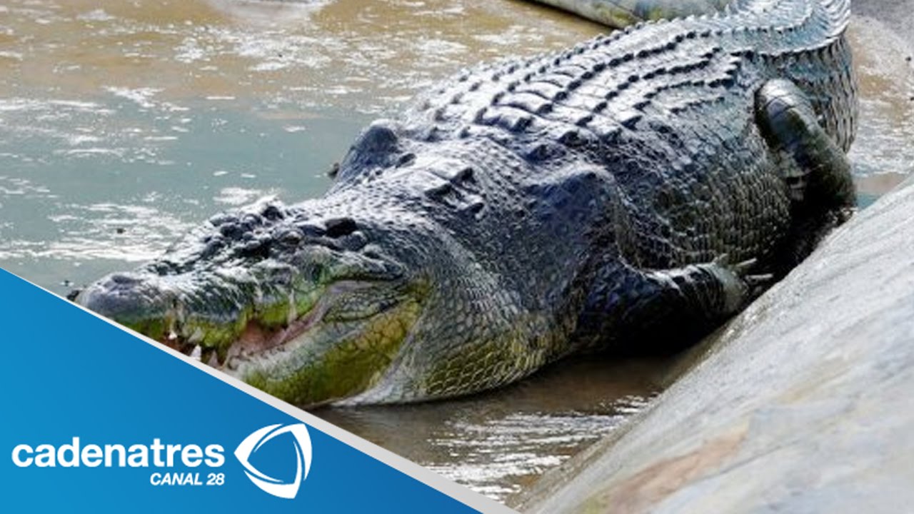 Capturan a cocodrilo en escuela de Texas / Captured alligator in Texas ...