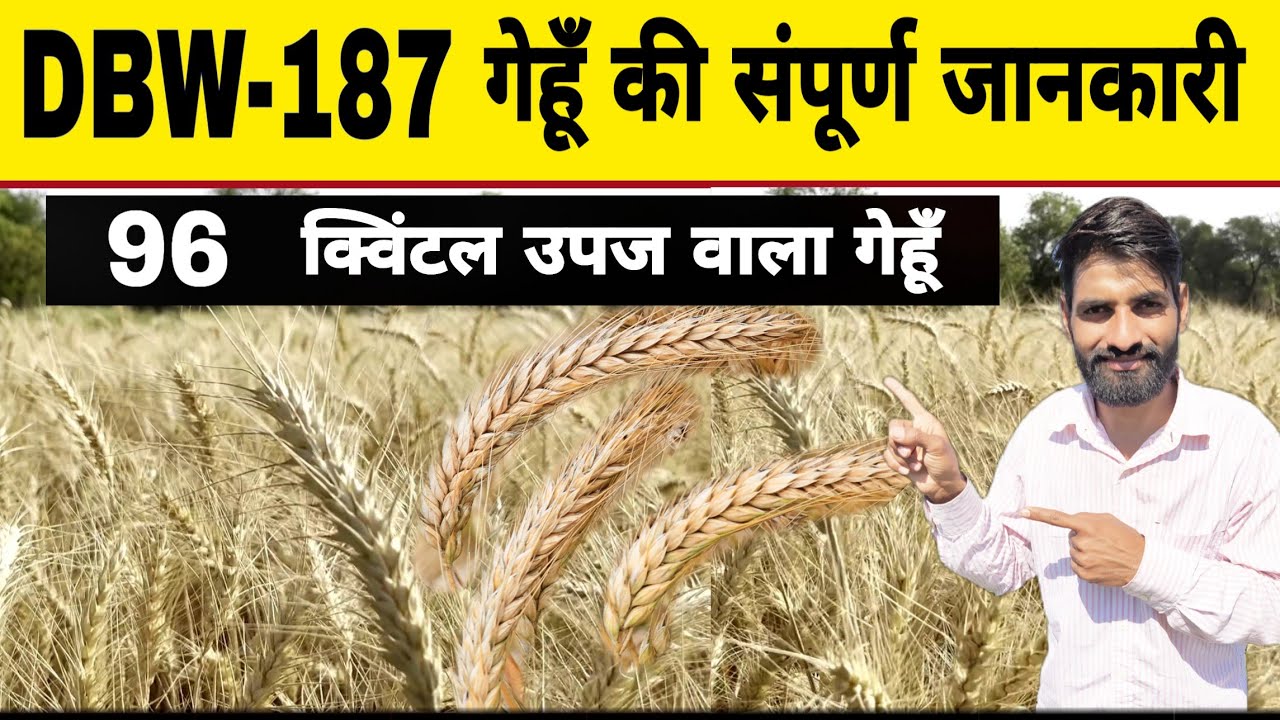 DBW 187 बम्पर उपज वाले गेहूं की संपूर्ण जानकारी || DBW 187 Wheat Variety || DBW 187 Wheat Seed ...