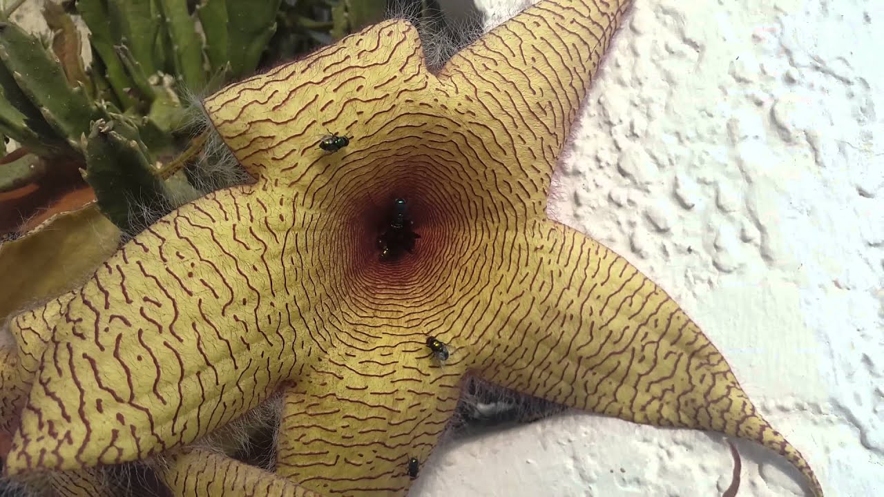 ¿Cómo se llama esta planta de flor de olor pésimo? - YouTube