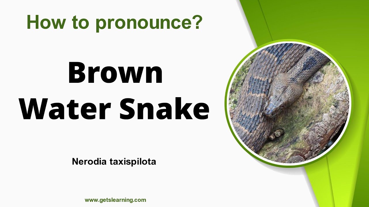How To Pronounce Brown Water Snake Correctly In English YouTube how-to-pronounce-brown-water-snake-correctly-in-english-youtube