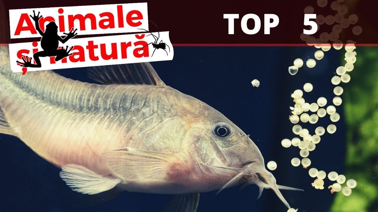 Toti acvaristii au avut aceste specii de pesti - YouTube
