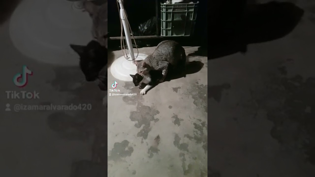 Gato apareandose con Gata - YouTube