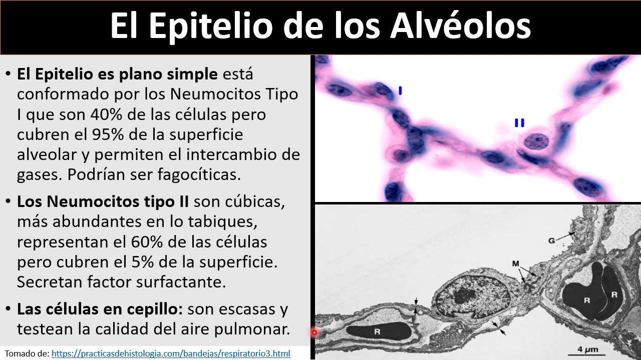 Células de los alvéolos - YouTube