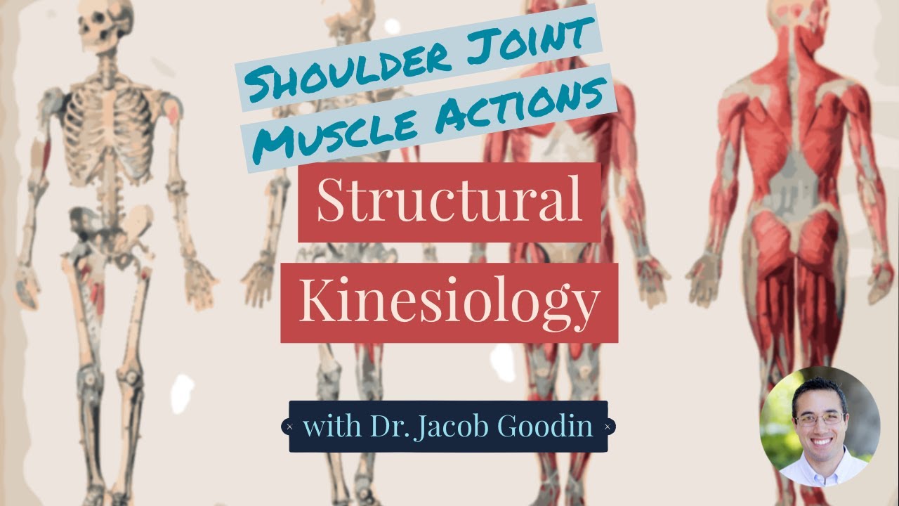 Shoulder Joint Muscle Actions - YouTube