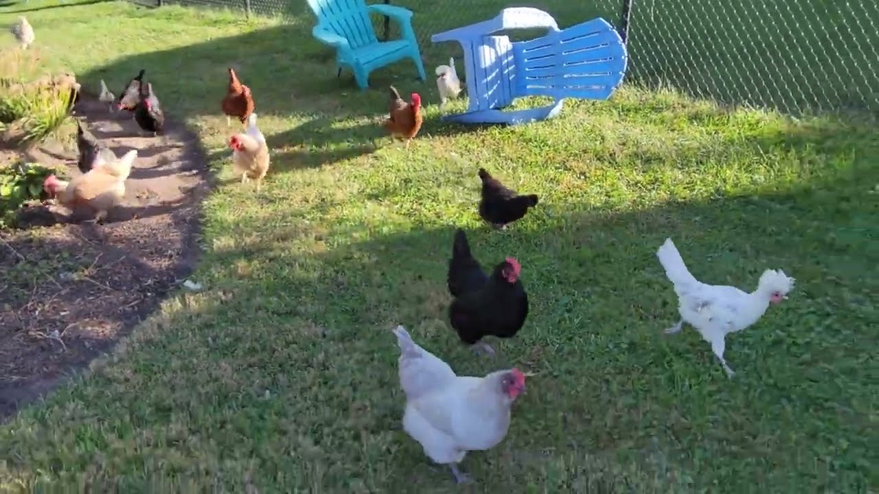Chickens Attack!! - YouTube
