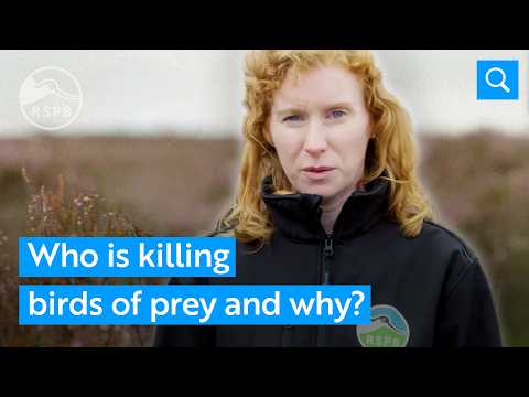 Why are people illegally killing birds of prey? | RSPB Nature Explained