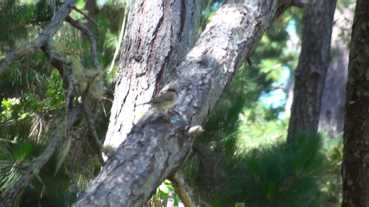 Dark eyed junco song - YouTube
