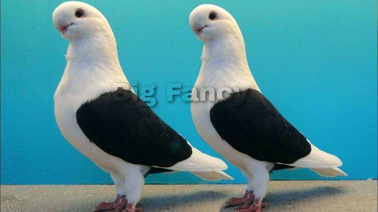 World Unique Amazing Fancy Pigeon varieties breeding - Pigeon Farm ...