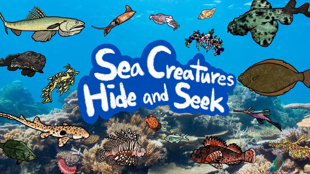 Sea Creatures Hide and Seek | Hidden fish | What Sea Creatures Are ...