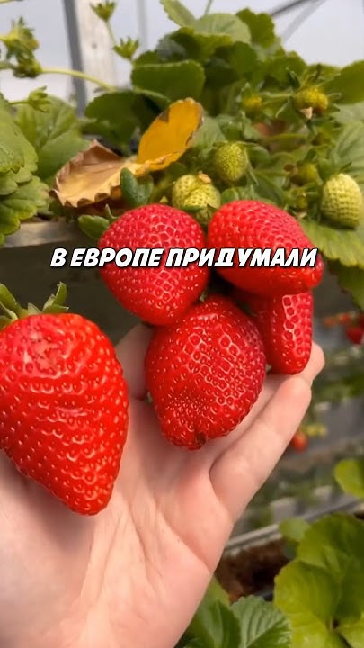 Перешли любителю клубники 🍓 - YouTube