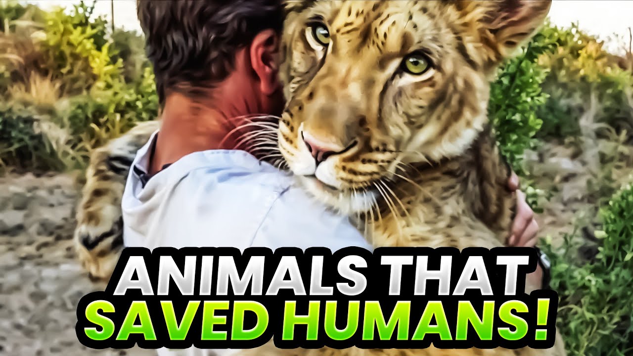 Top 10 Animals That Have Saved Human Lives - YouTube