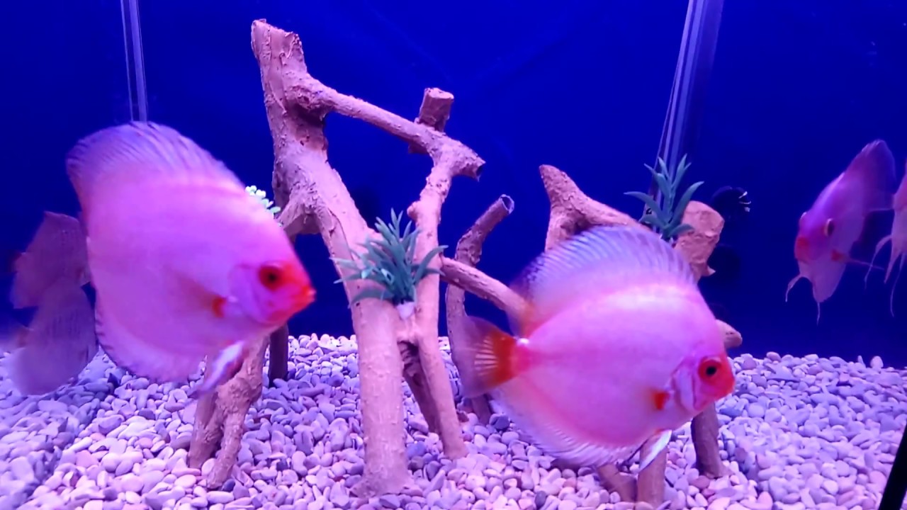 Super Pigeon Blood Discus