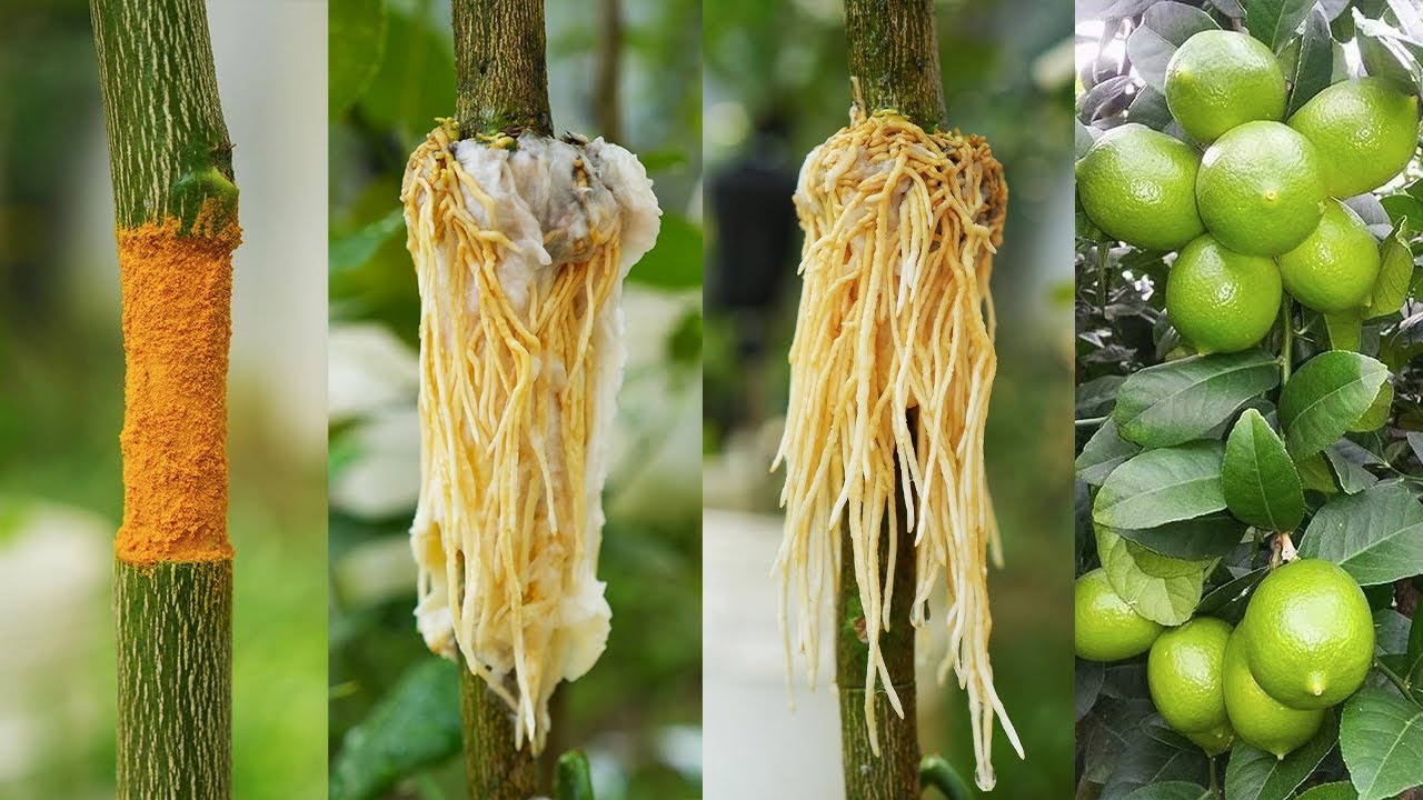 Best method of propagate lemon trees, Ready to grow your own lemon tree ...