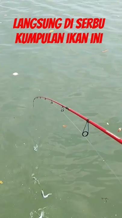 selain aku siapa yang suka mancing ikan ini #mancingkugabut #viral #trending #ytshorts # ...