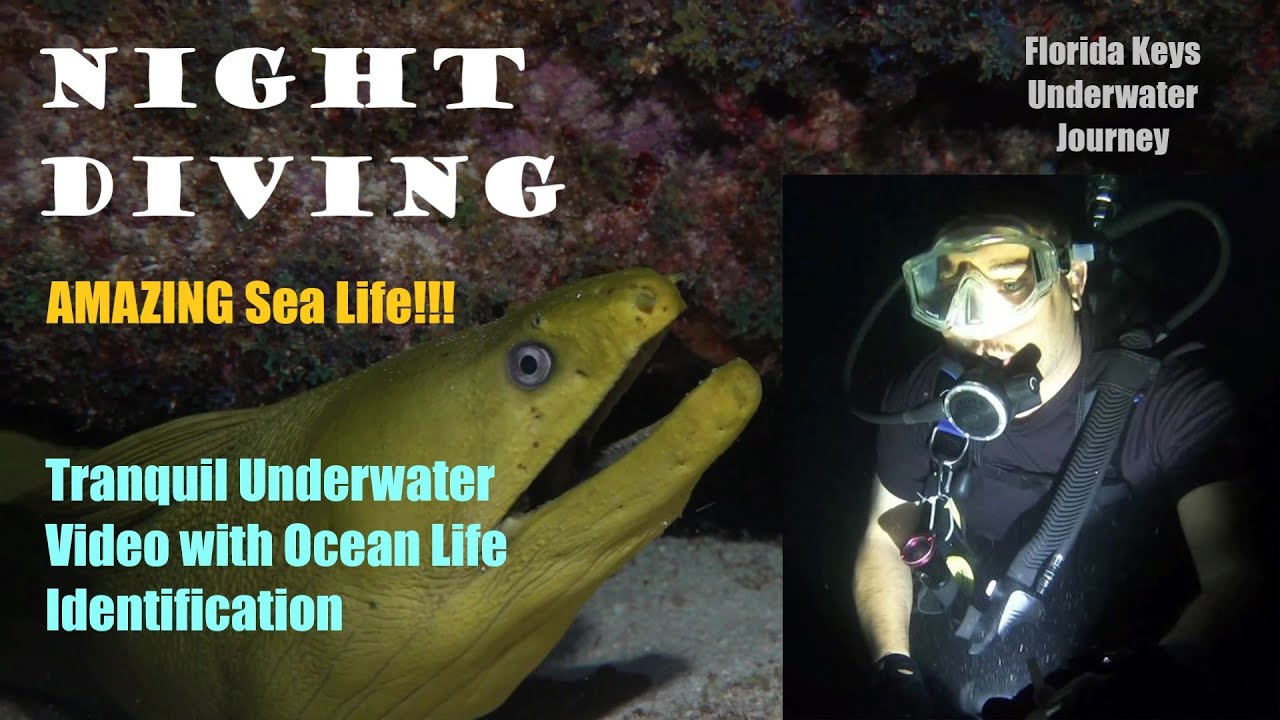 The Ocean at Night - NIGHT DIVING - Tranquil Sea Life Video - YouTube