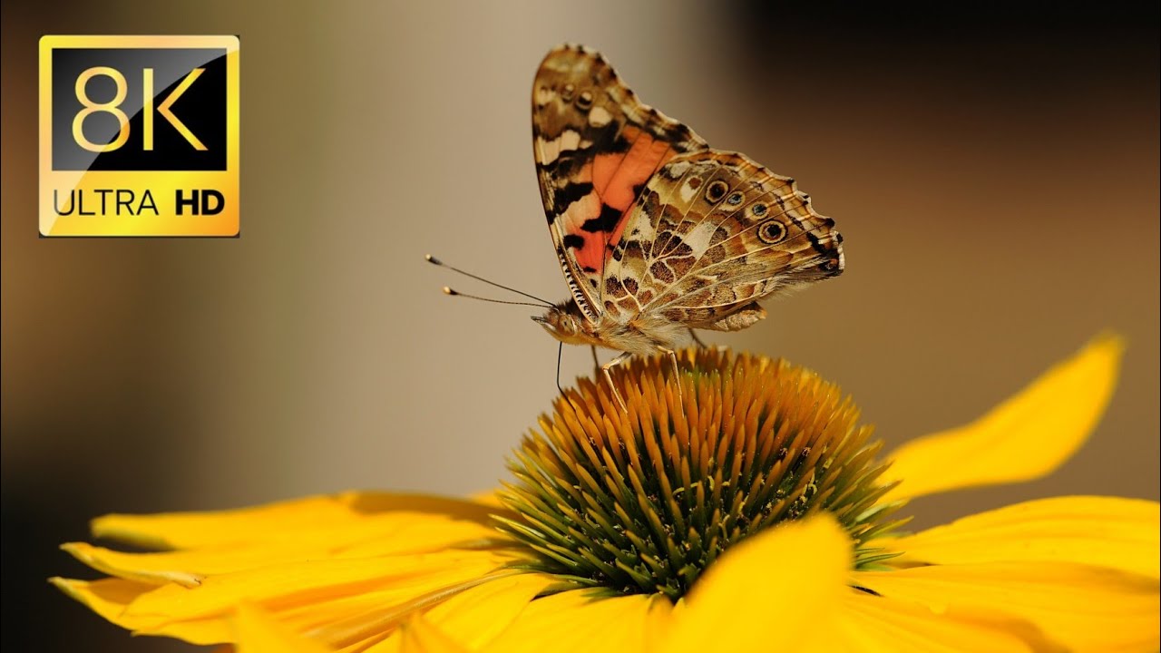 Beautiful Butterfly Ultra HD Video | Relaxing Your Mind | 8K Kingdom ...