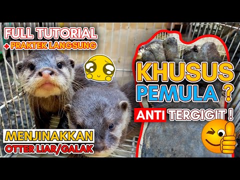 Untuk Pemula Menjinakan Otter Galak Tanpa Tergigit Tips Mudah Bisa Seminggu Jinak | Penjinakan Otter