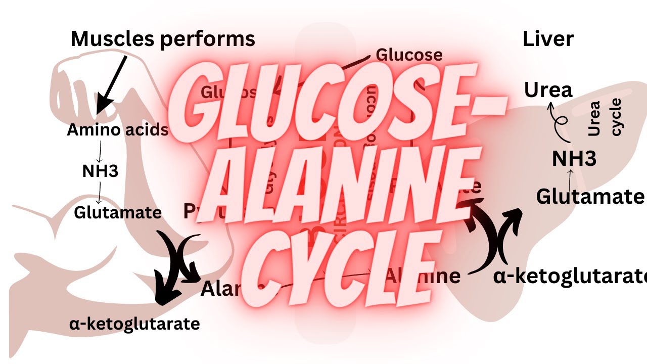 Glucose alanine cycle | Amino acid metabolism - YouTube